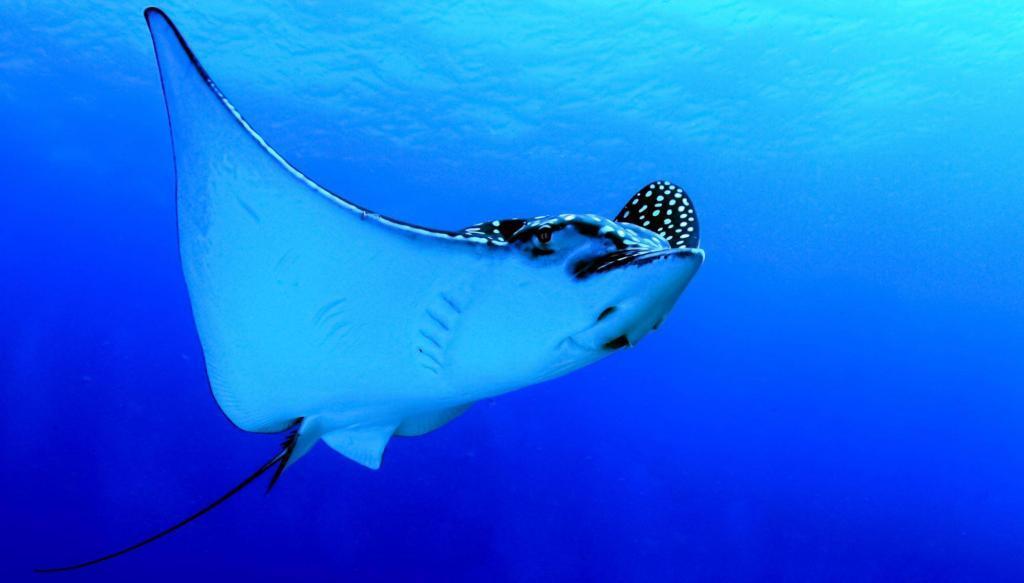 eagle_ray-1024×583 | Blue Magic Scuba